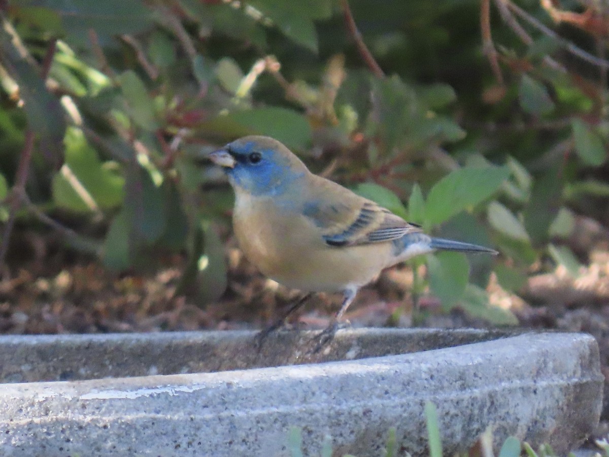 eBird Checklist - 21 Mar 2025 - 34997, Stuart US-FL 27.10070, -80.29260 ...