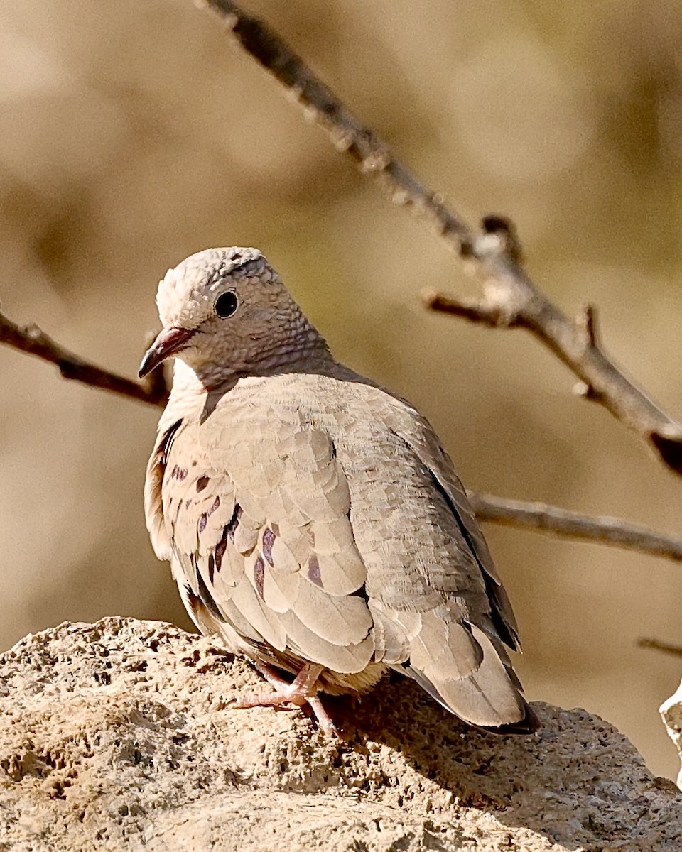 eBird Checklist - 21 Mar 2025 - Guadalupe River SP—Bird blind - 20 species