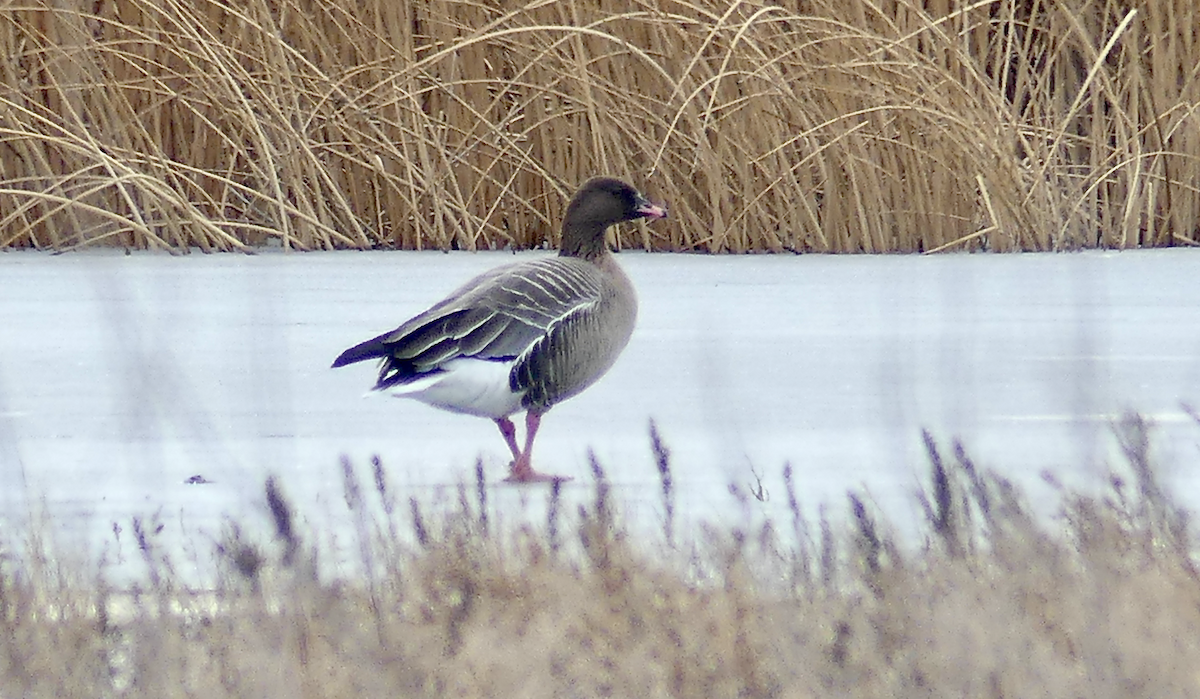 ML632469483 - Pink-footed Goose - Macaulay Library