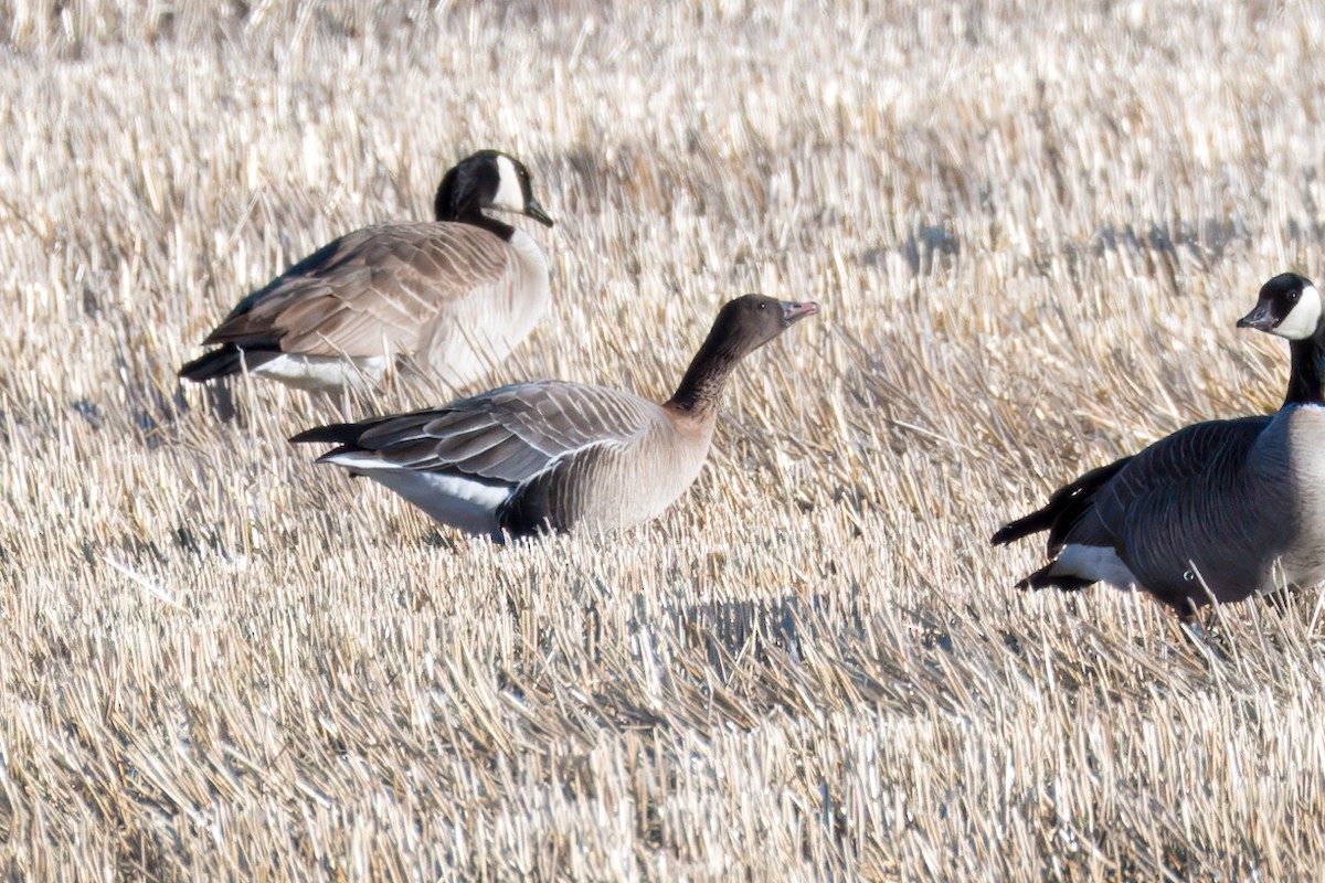 eBird Checklist - 20 Mar 2025 - Frank Lake--NW lookout/blind/outflow ...