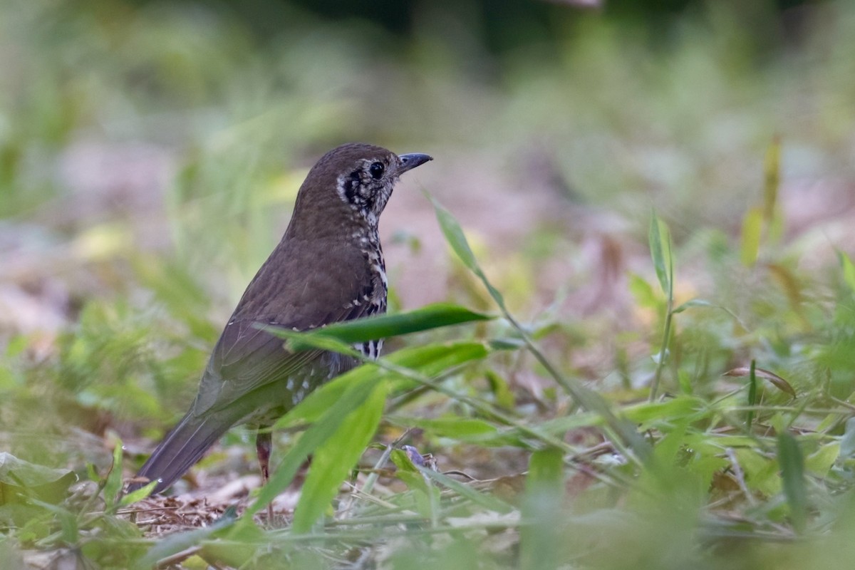 ML632473751 - Chinese Thrush - Macaulay Library
