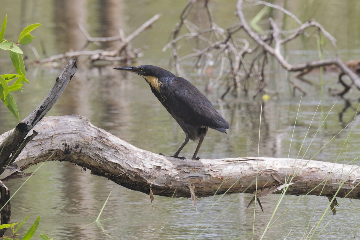 ML632476925 - Black Bittern - Macaulay Library