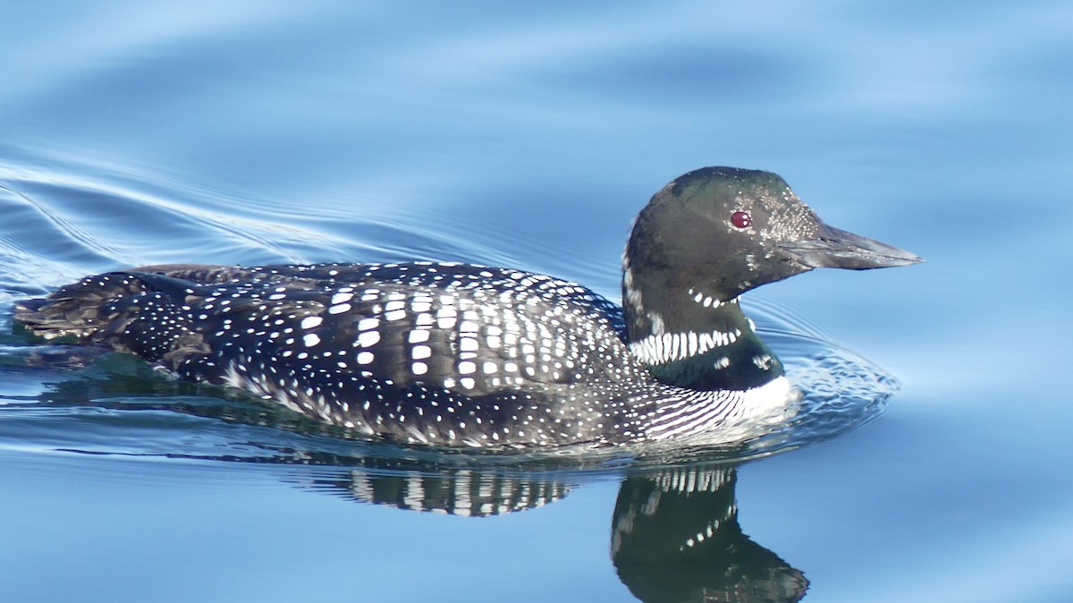 eBird Checklist - 21 Mar 2025 - Watermark Quarries - 22 species