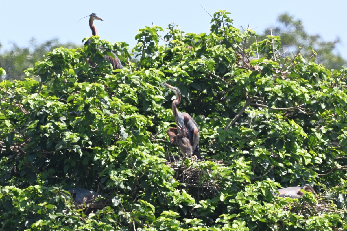 eBird Checklist - 22 Mar 2025 - 宜蘭竹安IBA--下埔(Zhu'an IBA--Xiapu) - 14 species