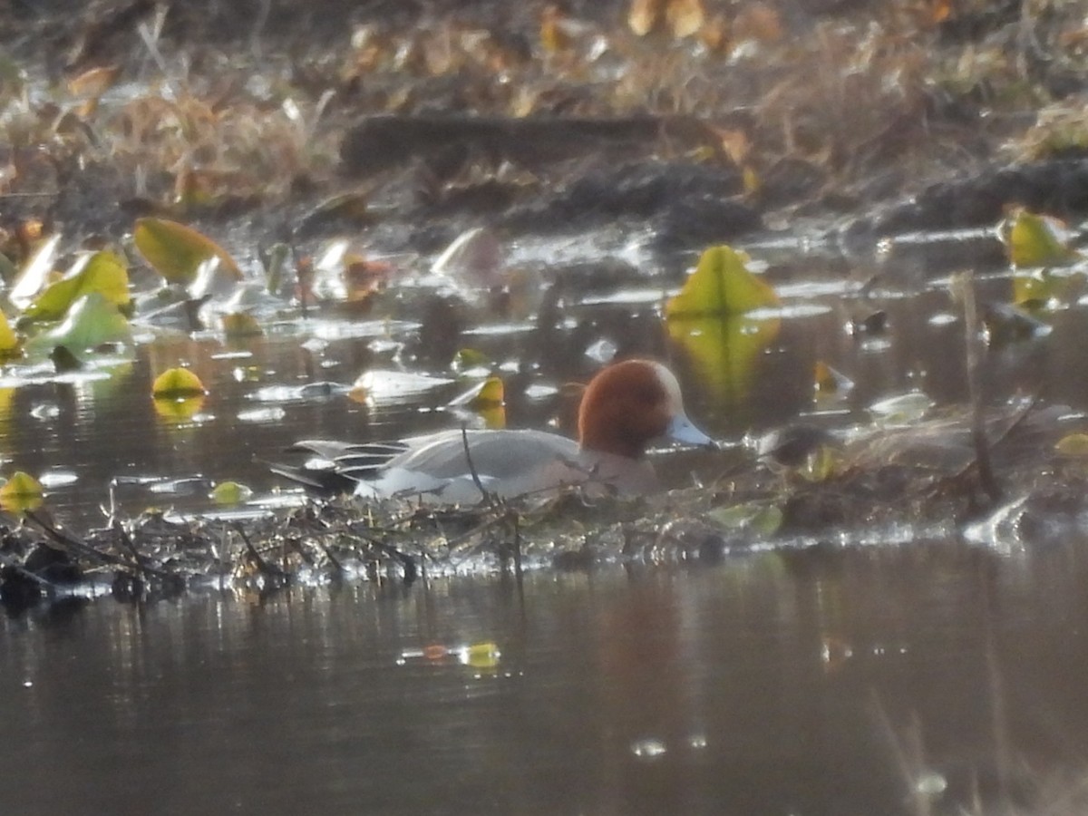 eBird Checklist - 22 Mar 2025 - Firestone-Yeagley Wildlife Area - 24 ...