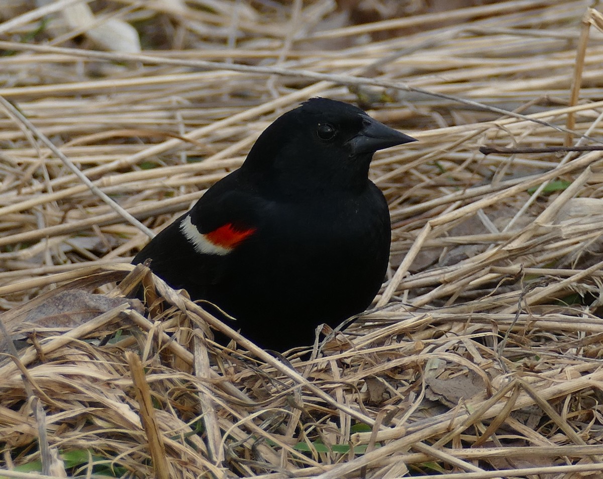 eBird Checklist - 19 Mar 2025 - ON - St. Mary’s, Riverside walk - 22 ...