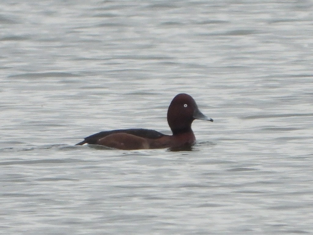 eBird Checklist - 22 Mar 2025 - Fen Drayton Lakes RSPB Reserve - 37 species