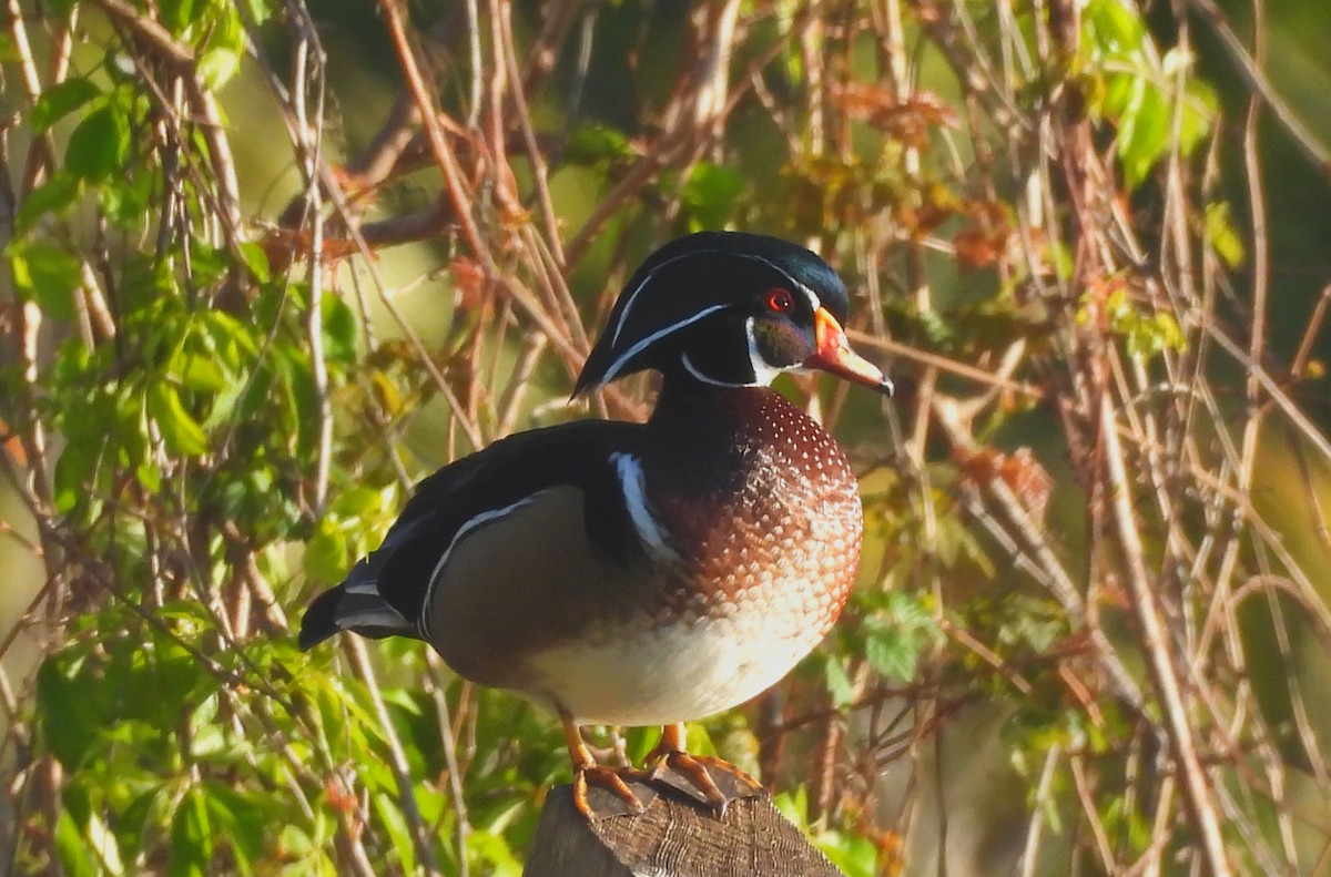 eBird Checklist - 22 Mar 2025 - Red Bug Slough Preserve - 65 species
