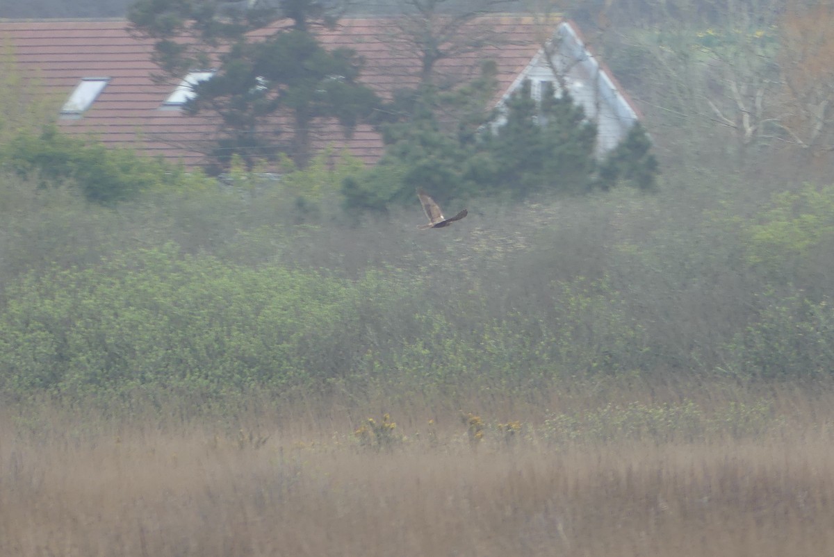 eBird Checklist - 22 Mar 2025 - Marazion Marsh RSPB Reserve - 40 ...