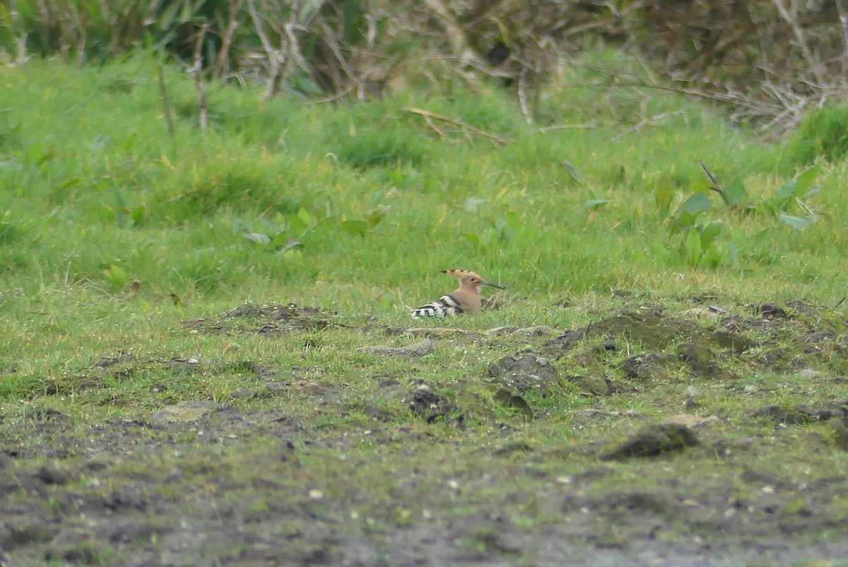 eBird Checklist - 22 Mar 2025 - Marazion Marsh RSPB Reserve - 16 species