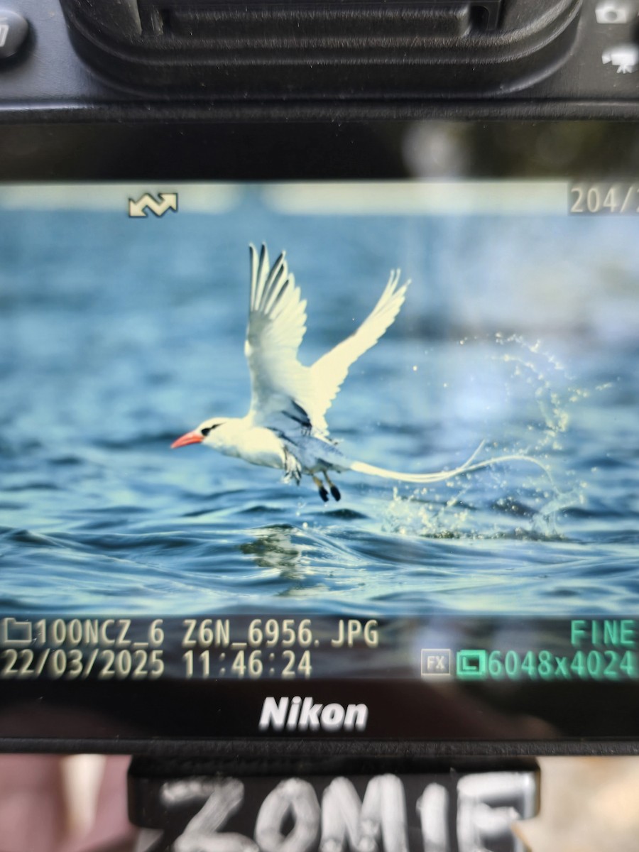 eBird Checklist - 22 Mar 2025 - Little Sabine Bay - 17 species
