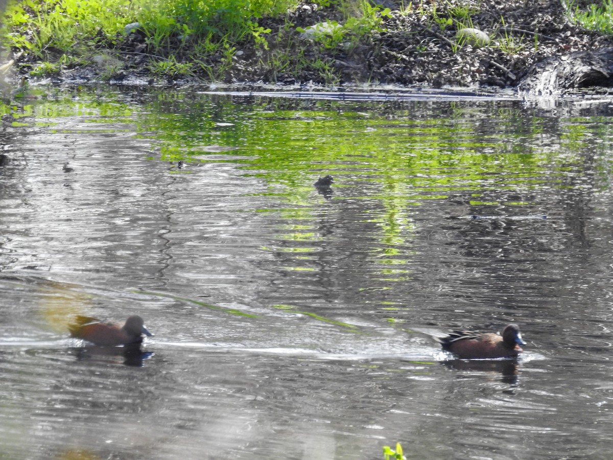 eBird Checklist - 22 Mar 2025 - Ball Ranch - 58 species