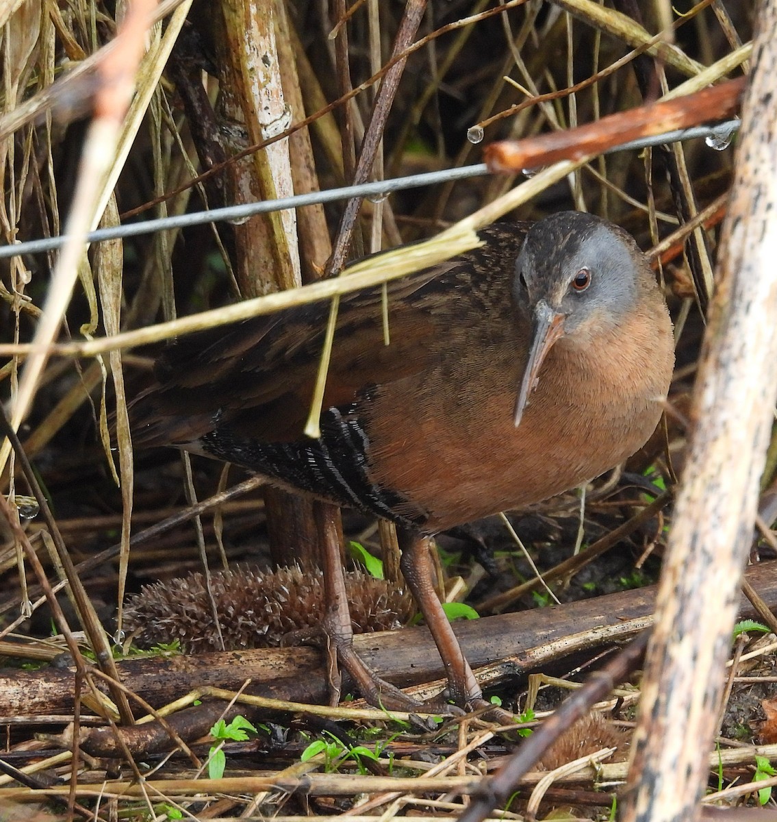 eBird Checklist - 22 Mar 2025 - Arcata Bottoms--V St. Loop - 44 species ...