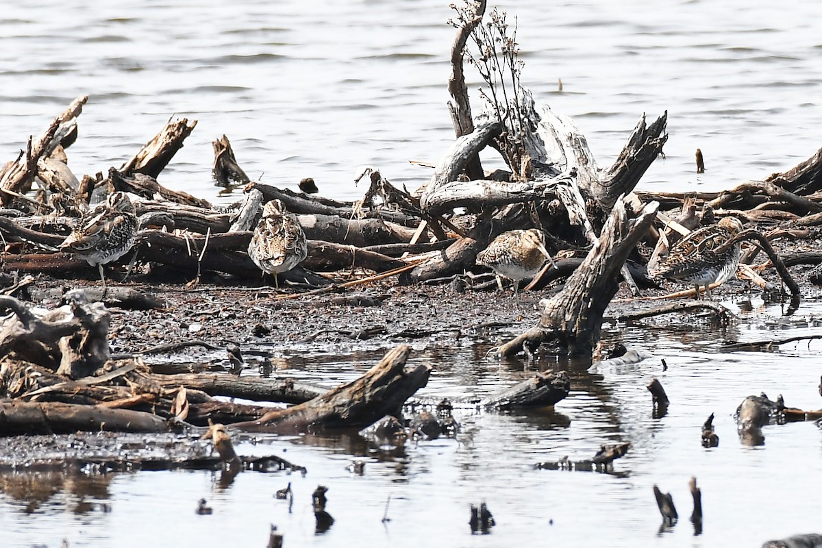 eBird Checklist - 22 Mar 2025 - Bombay Hook NWR - 34 species
