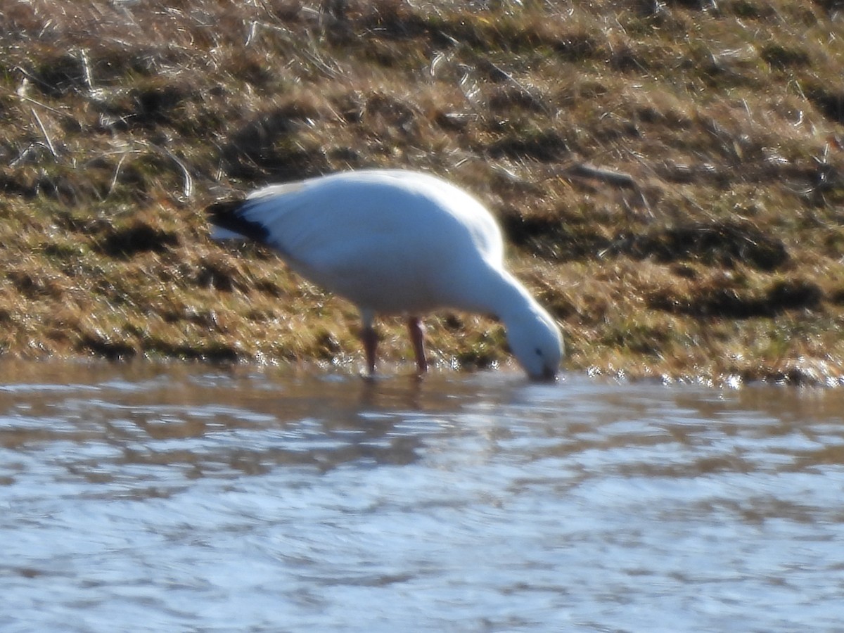 eBird Checklist - 22 Mar 2025 - 140 Cochrane Lane, Welsford, New ...