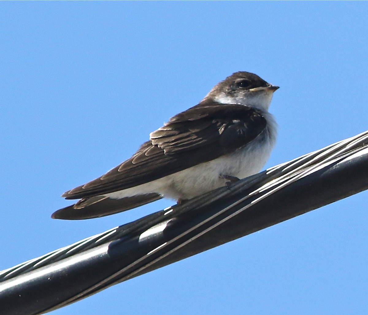 ML63250931 - Violet-green Swallow - Macaulay Library