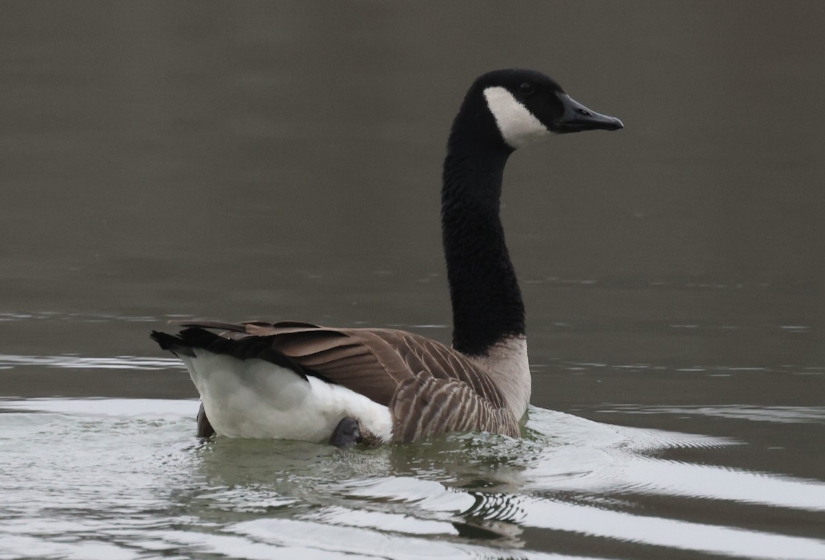 eBird Checklist - 22 Mar 2025 - Upper Lisle County Park - 53 species ...