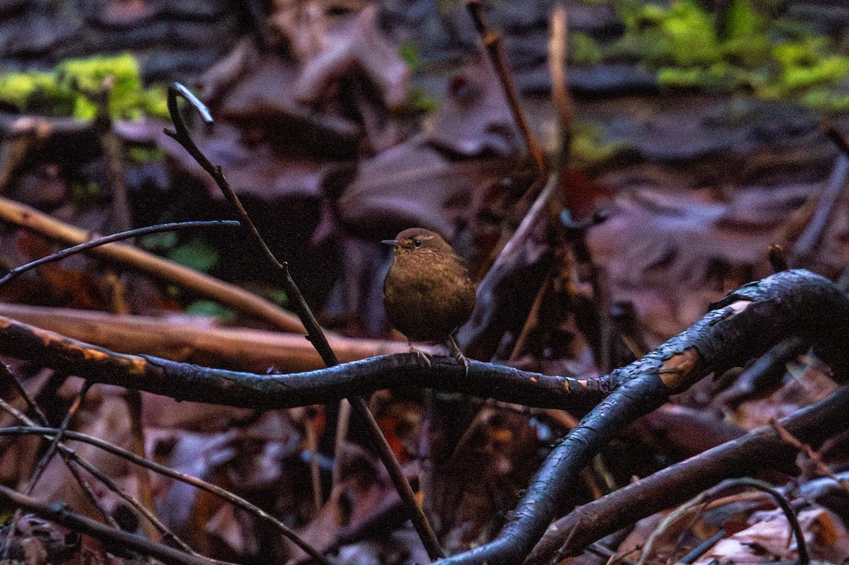 eBird Checklist - 4 Mar 2025 - Interlaken Park - 10 species