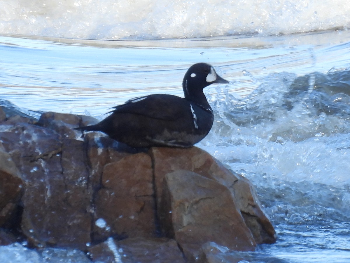 Pennsylvania Bird Atlas Checklist - 18 Mar 2025 - Susquehanna River ...