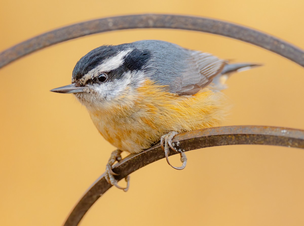 ML632525734 - Red-breasted Nuthatch - Macaulay Library