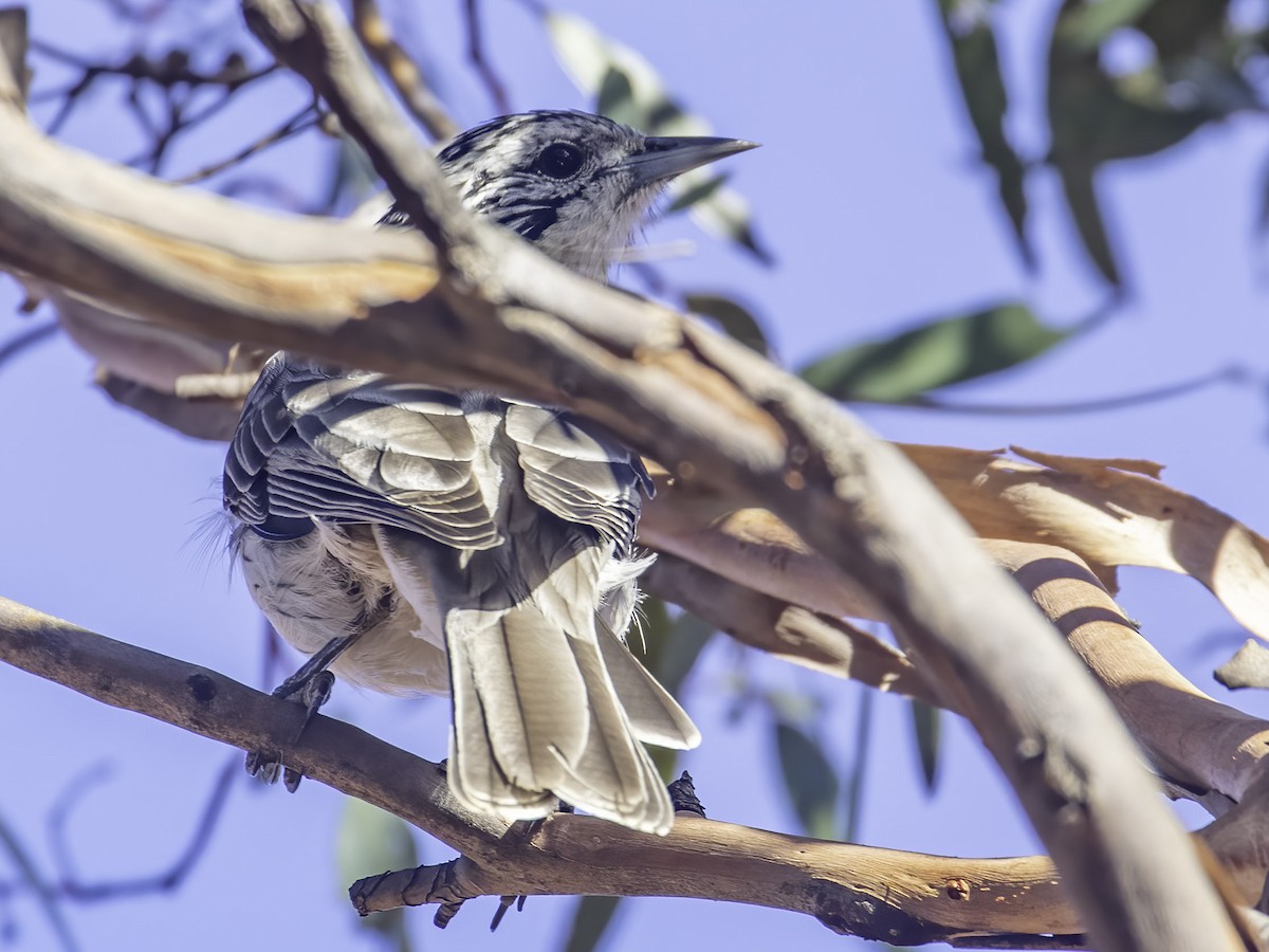 eBird Checklist - 22 Mar 2025 - Hattah-Kulkyne National Park--Nowingi ...