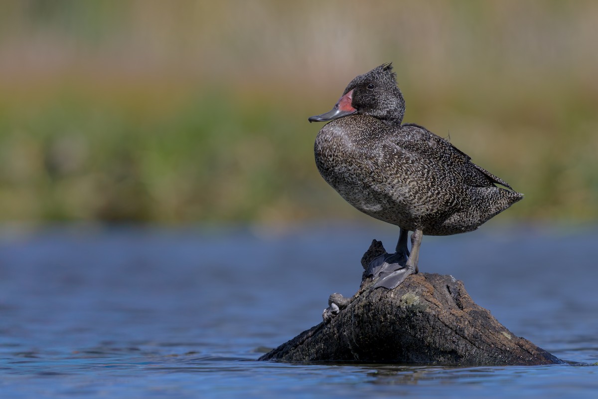 ML632536601 - Freckled Duck - Macaulay Library