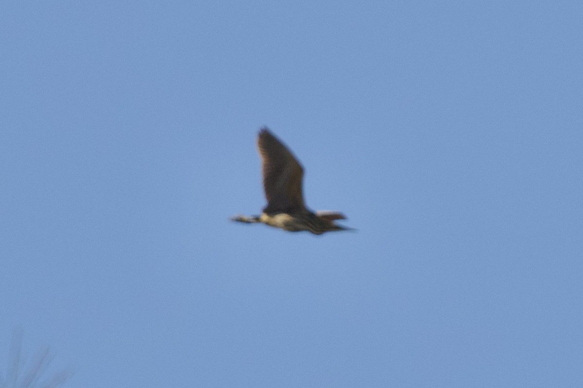 North Carolina Bird Atlas Checklist - 23 Mar 2025 - Crabtree Creek ...