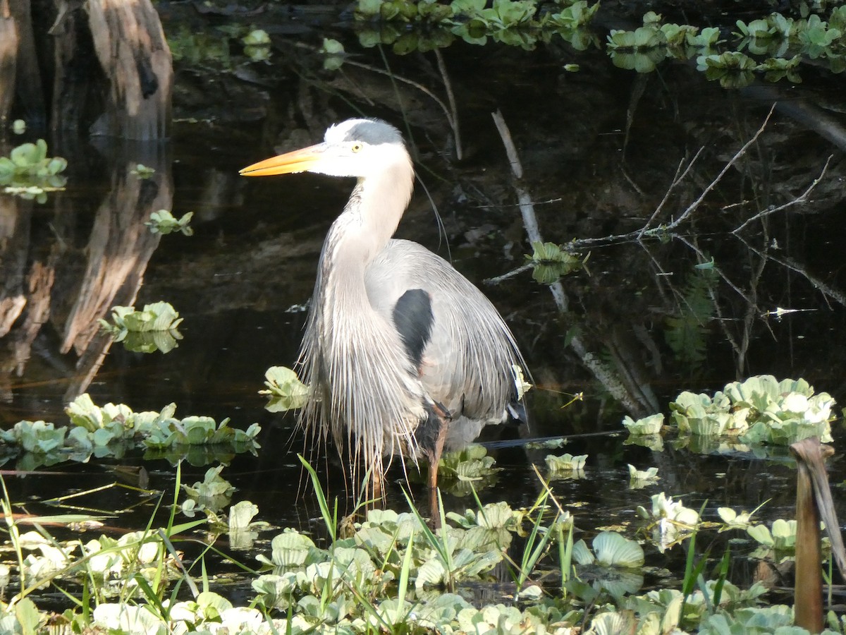 eBird Checklist - 22 Mar 2025 - Audubon Corkscrew Swamp Sanctuary - 49 ...