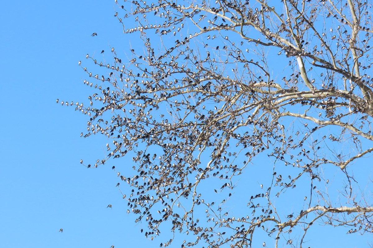 eBird Checklist - 23 Mar 2025 - Conowingo Park - 23 species