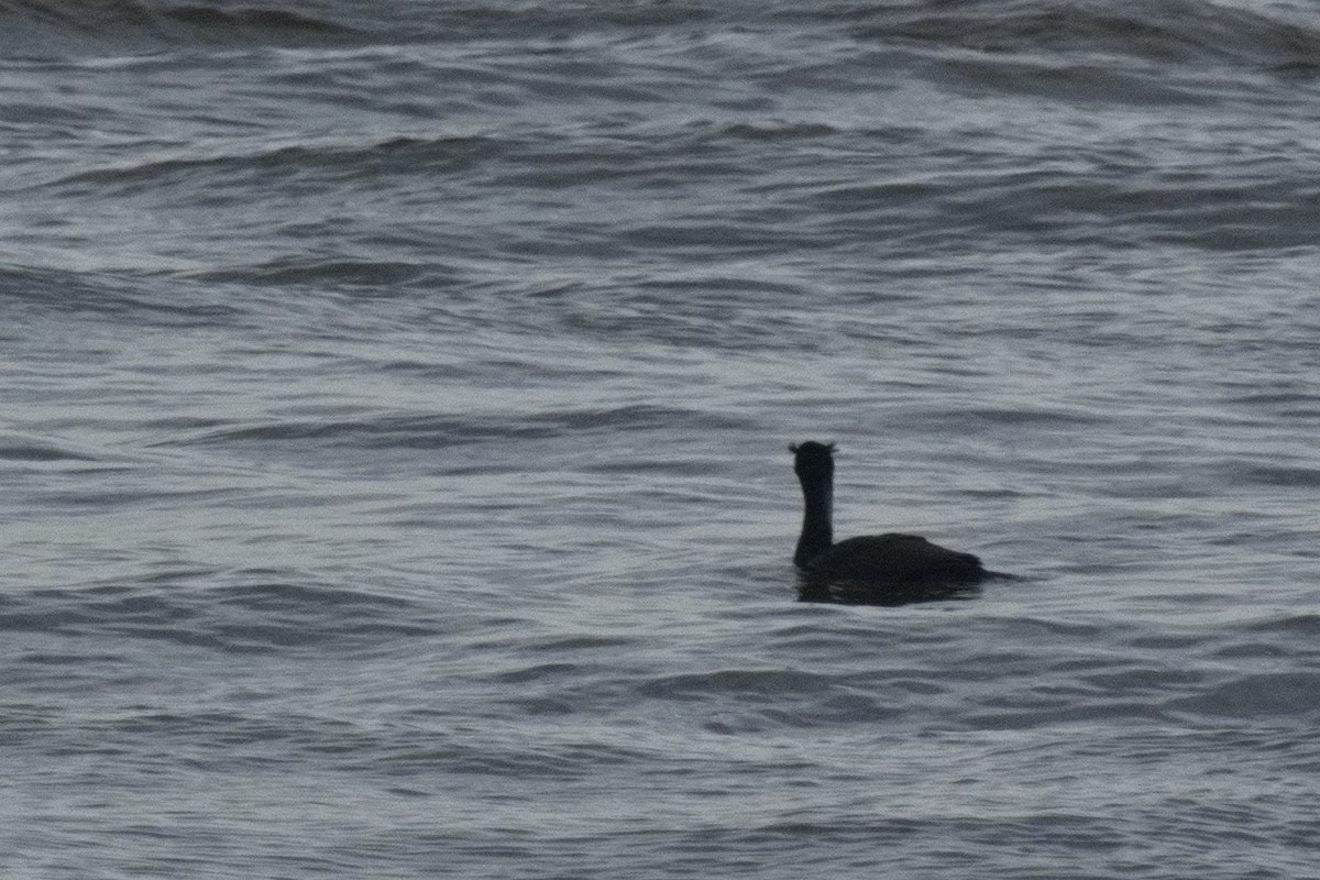 eBird Checklist - 23 Mar 2025 - Adams Point WMA, Durham - 12 species