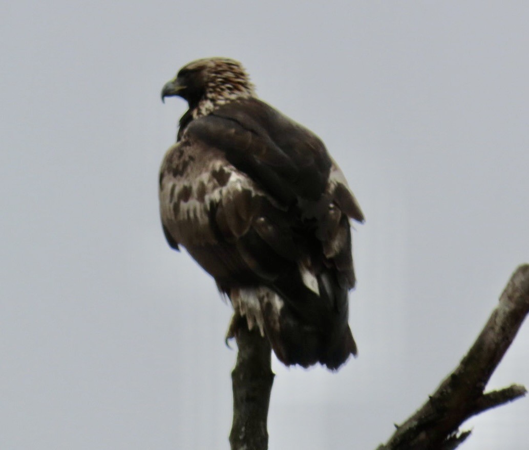 eBird Checklist - 23 Mar 2025 - 2727 CR-176, Wooster US-OH 40.76506 ...