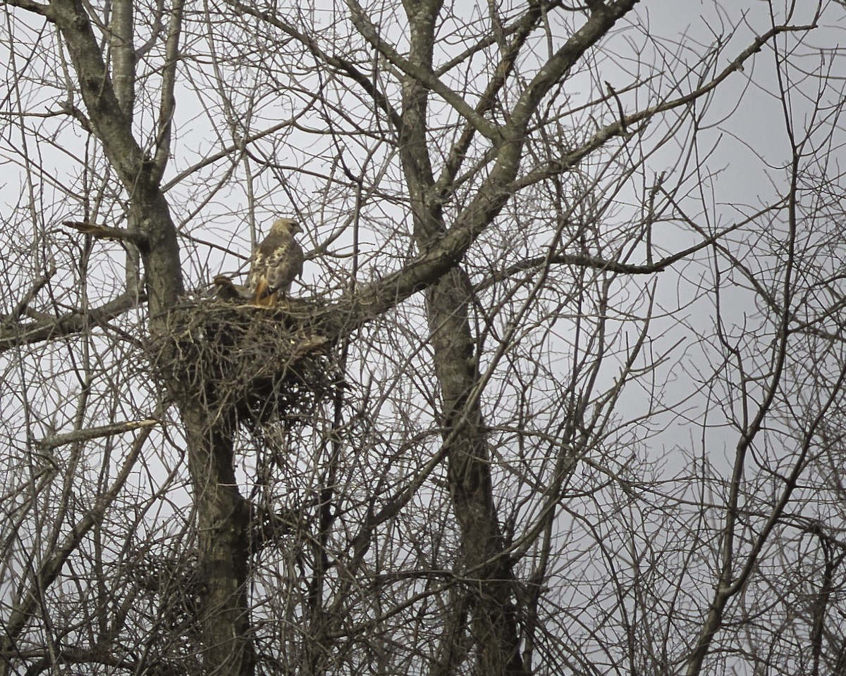 Pennsylvania Bird Atlas Checklist - 22 Mar 2025 - LeTort Spring Run ...