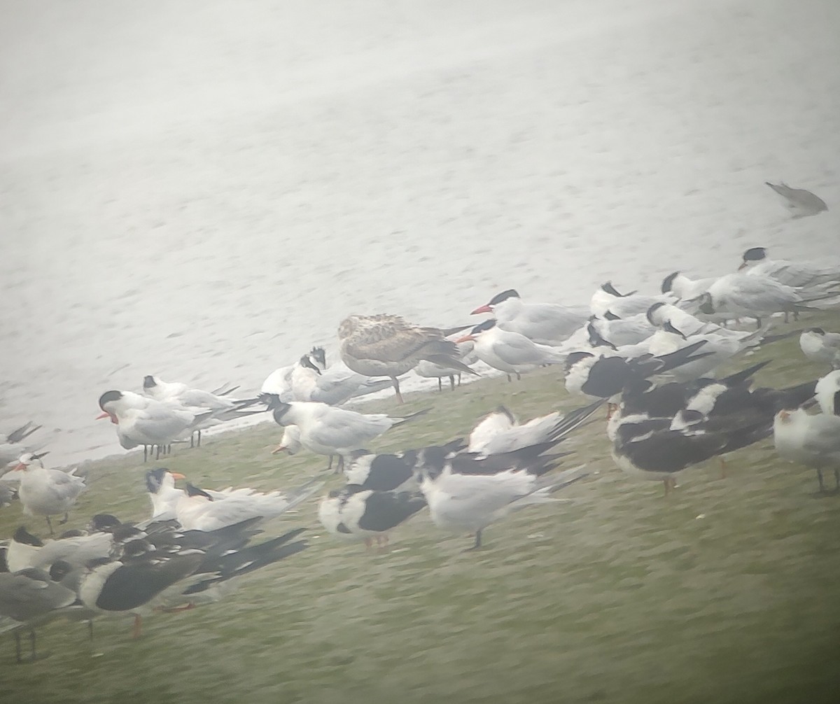 eBird Checklist - 23 Mar 2025 - Rollover Pass (UTC 056) - 47 species ...