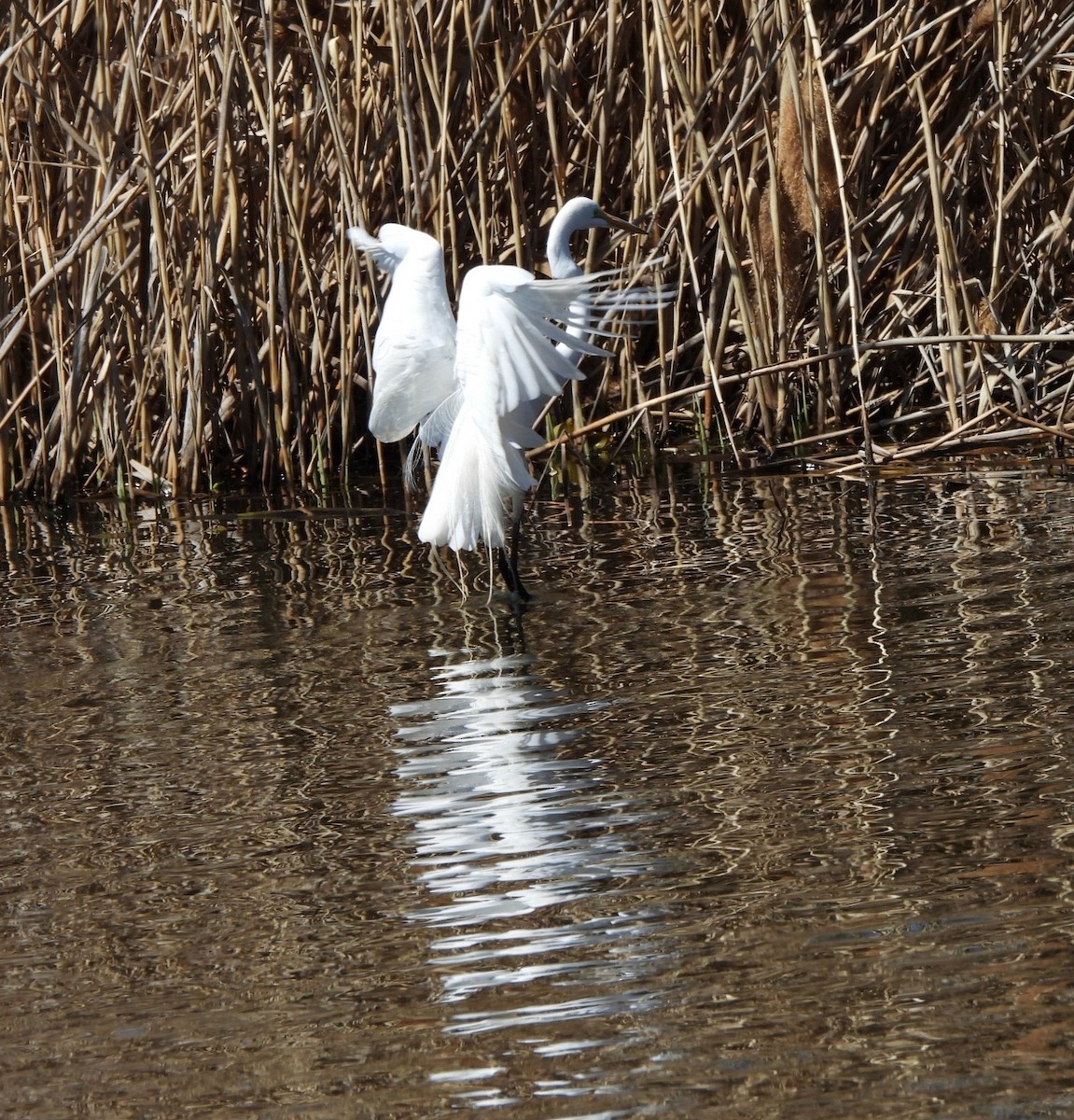 eBird Checklist - 23 Mar 2025 - Congers Lake Memorial Park - 17 species