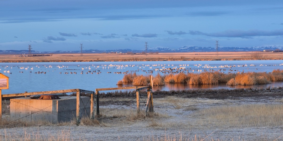 eBird Checklist - 23 Mar 2025 - Frank Lake--NW lookout/blind/outflow ...