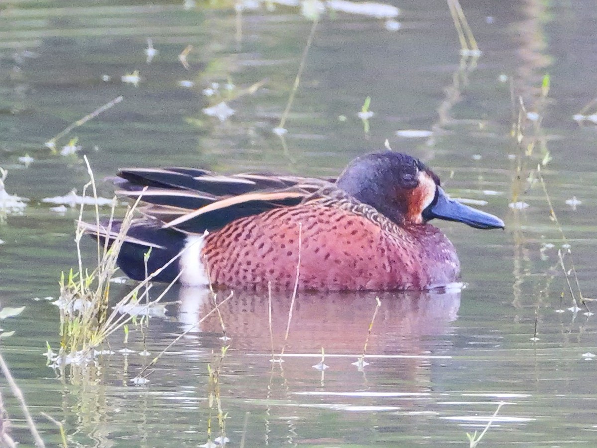 eBird Checklist - 23 Mar 2025 - Santa Ana NWR (LTC 059) - 65 species ...