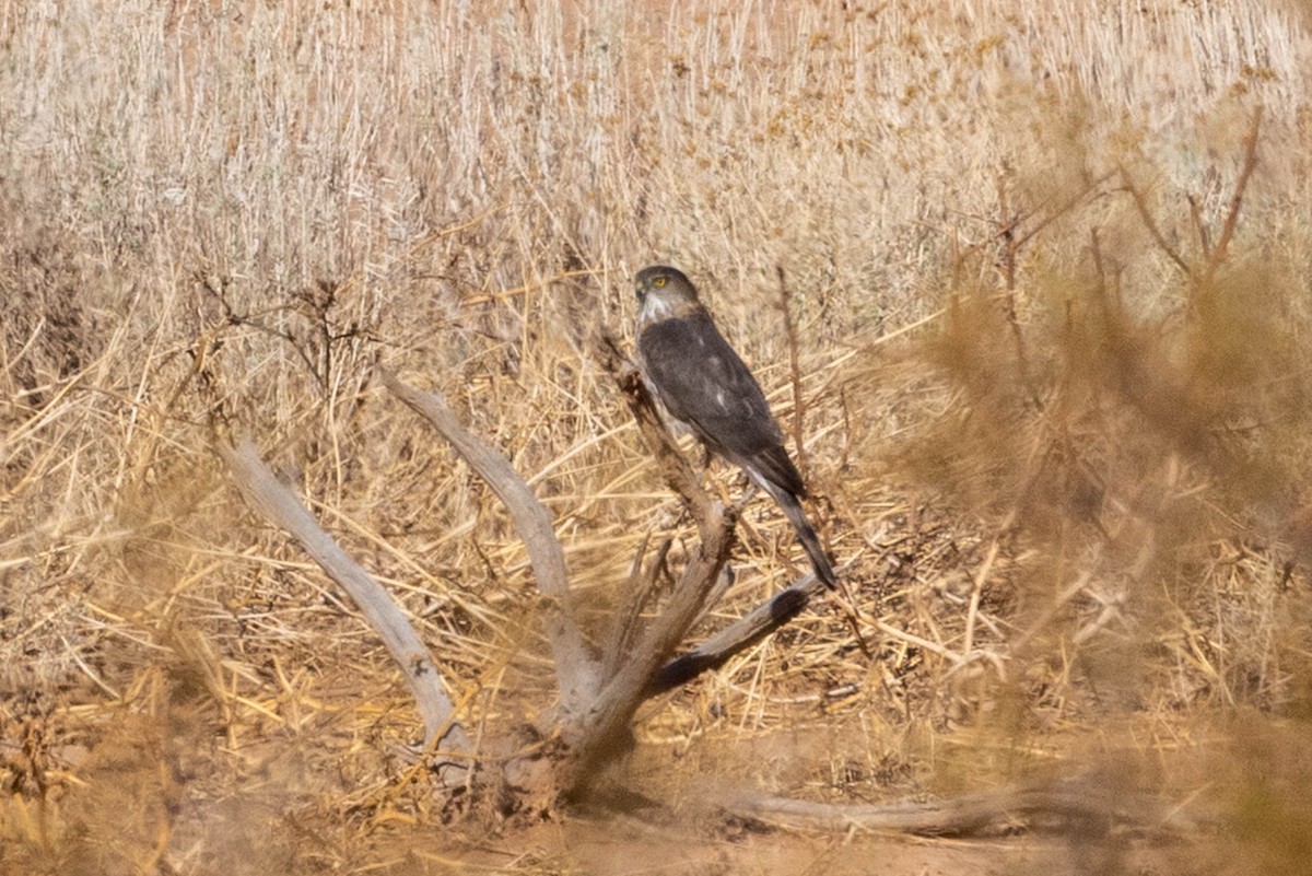 eBird Checklist - 22 Mar 2025 - Night Sky Street, Eloy - 16 species