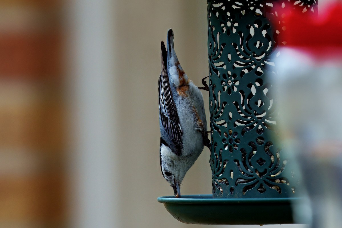 ML632572774 - White-breasted Nuthatch - Macaulay Library