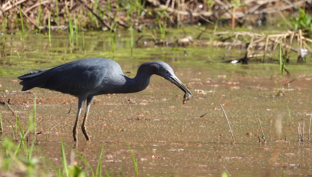 eBird Checklist - 23 Mar 2025 - Schenck Forest - 38 species