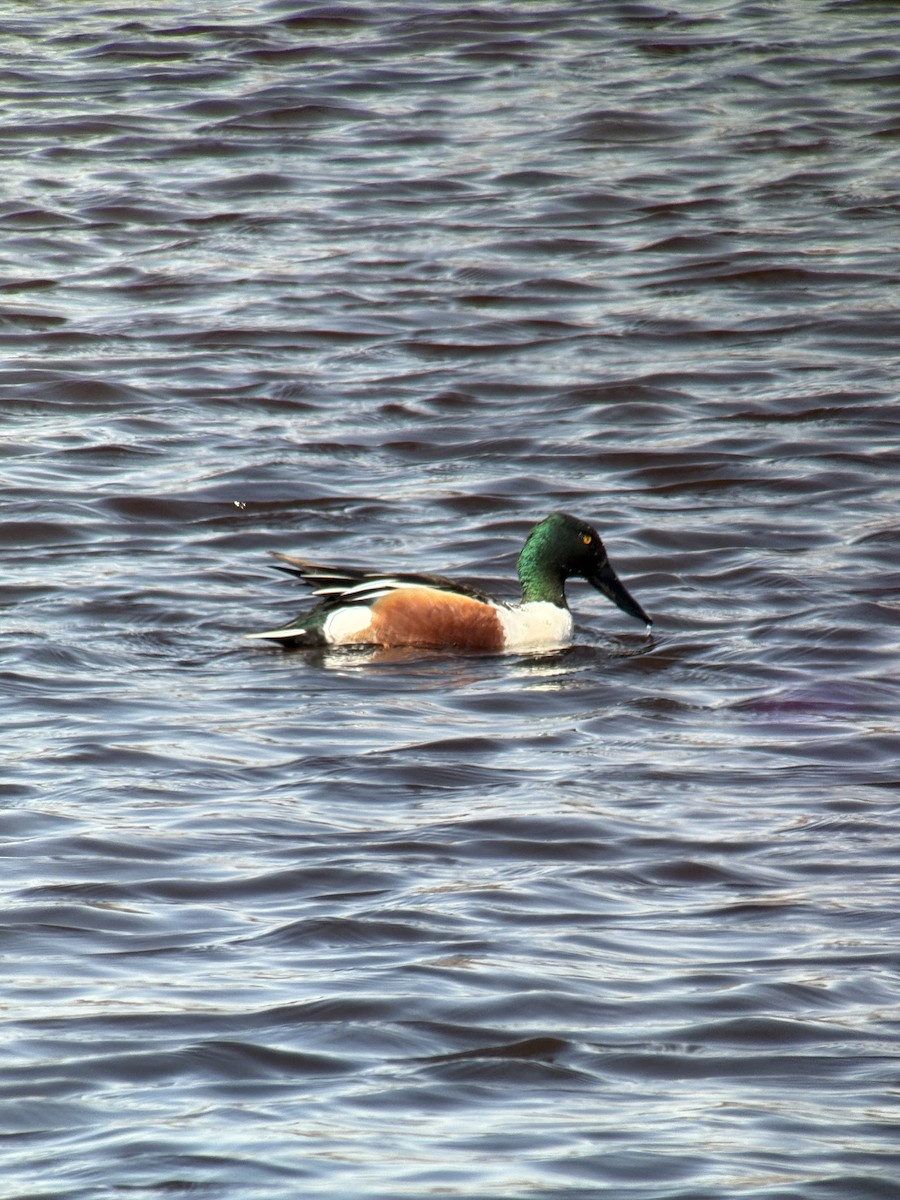 eBird Checklist - 23 Mar 2025 - Cape Island--South Cape May Meadows ...