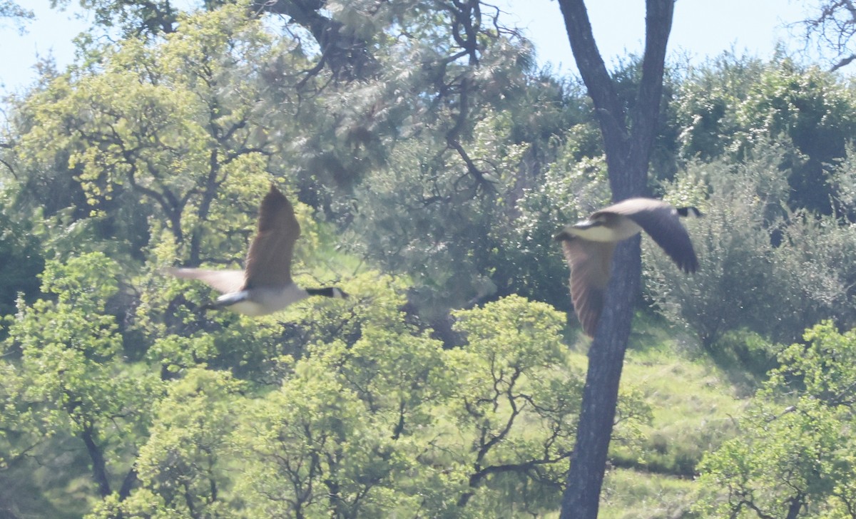 eBird Checklist - 23 Mar 2025 - Upper Bidwell Park (use specific ...