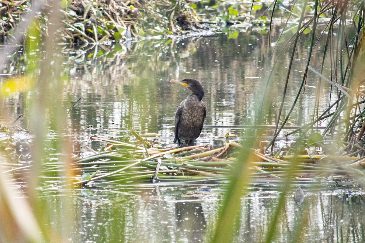 eBird Checklist - 23 Mar 2025 - Humedal Tibabuyes o Juan Amarillo - 24 ...