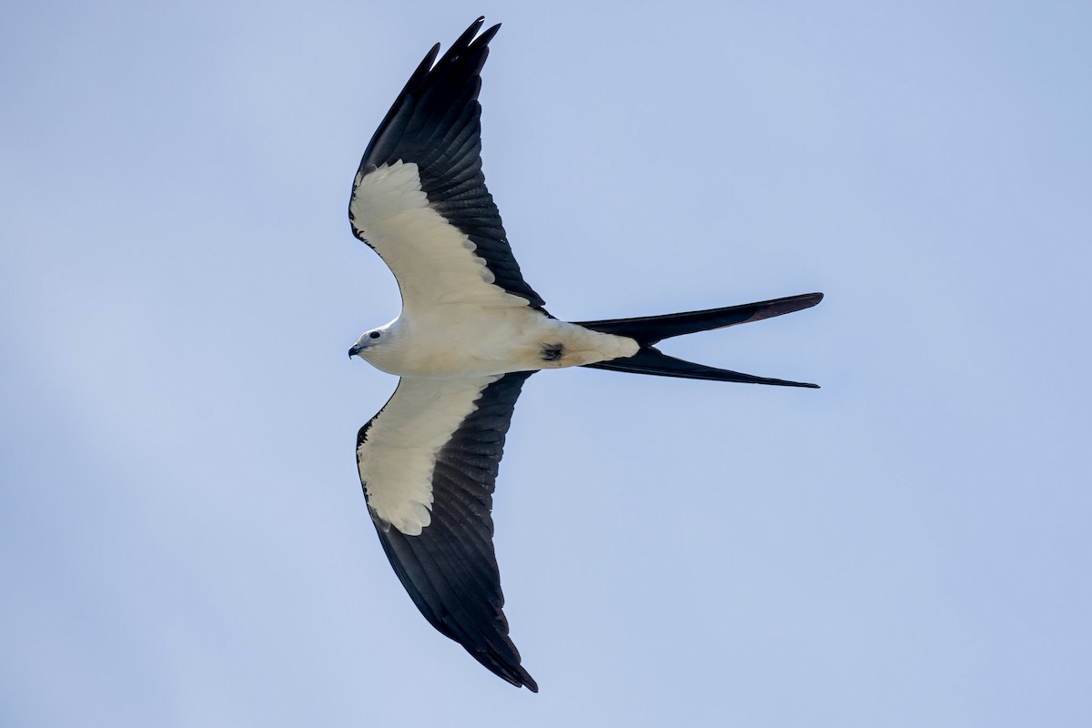 ML632582490 - Swallow-tailed Kite - Macaulay Library