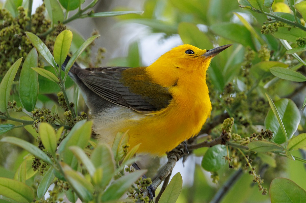 ML632586049 - Prothonotary Warbler - Macaulay Library