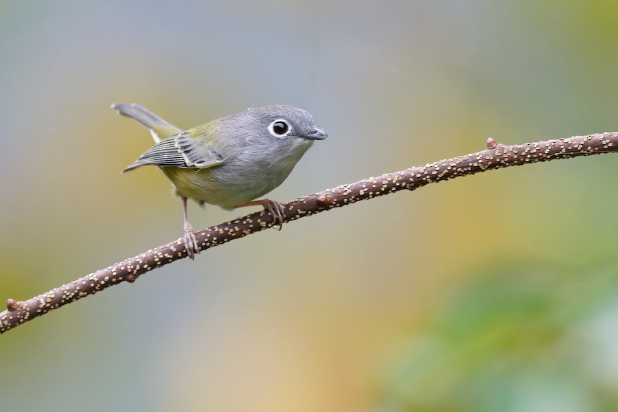 Green Shrike-Babbler (Eye-ringed) - eBird