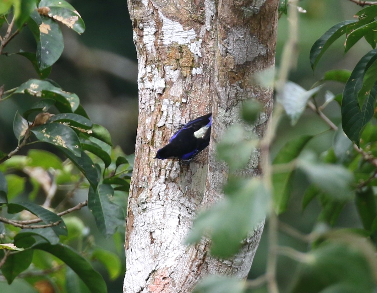 ML632603663 - Opal-rumped Tanager - Macaulay Library