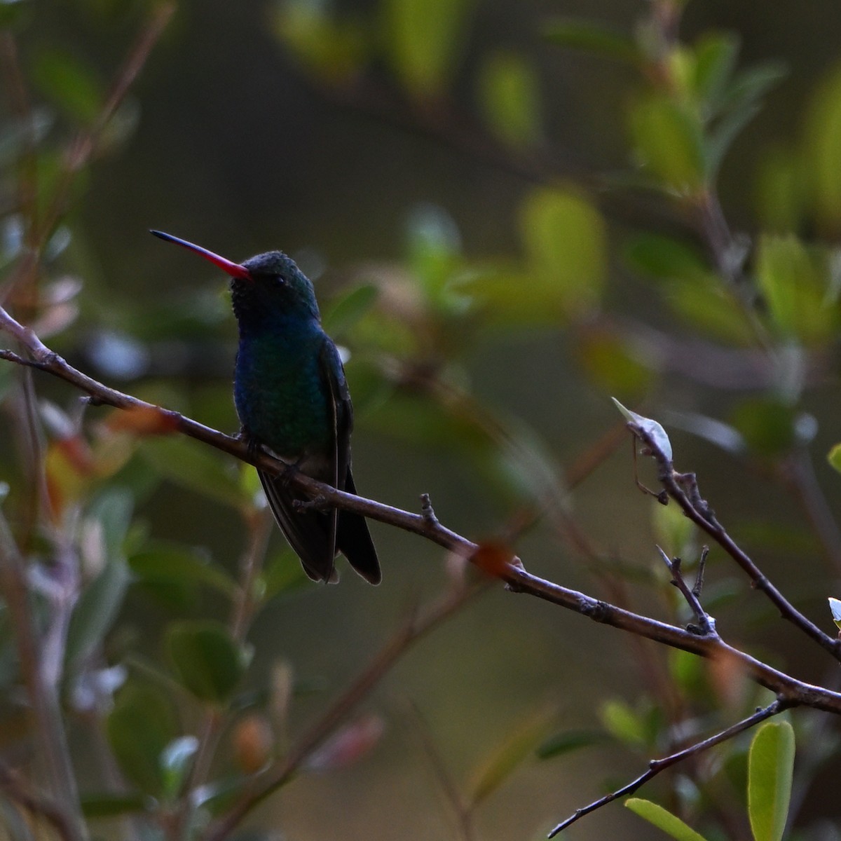eBird Checklist - 23 Mar 2025 - Madera Canyon--Santa Rita Lodge - 13 ...