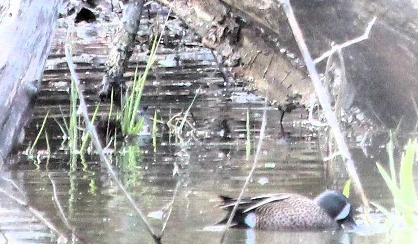 Pennsylvania Bird Atlas Checklist - 24 Mar 2025 - PennDot Wetlands - 11 species