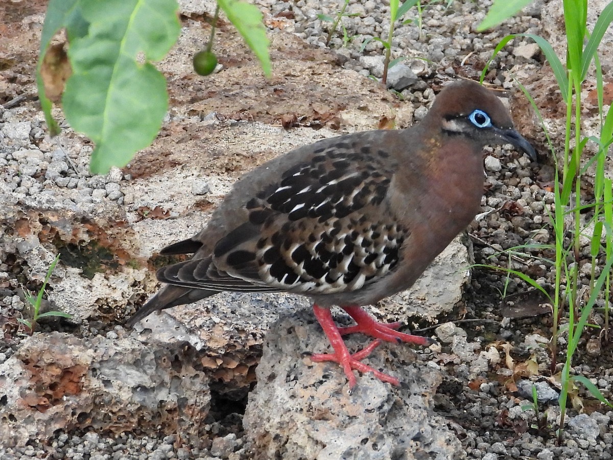 eBird Checklist - 12 Mar 2025 - Genovesa--Prince Philip's Steps - 13 ...