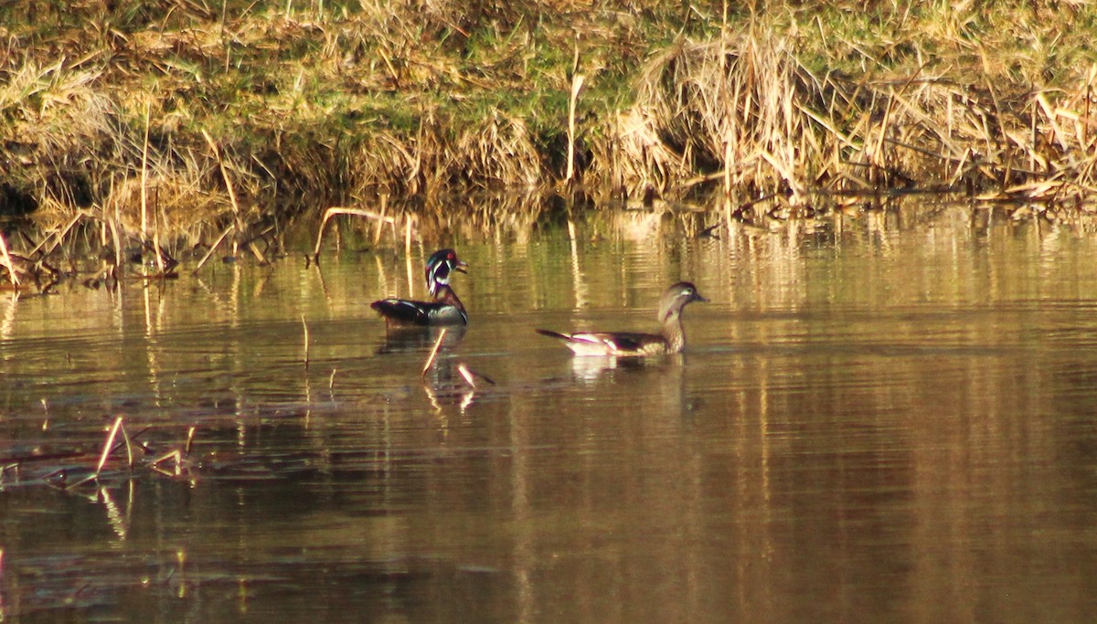 eBird Checklist - 24 Mar 2025 - McCammon Creek Park--Red Fox Trail - 24 ...